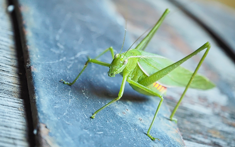 This Bug Might Help Scientists Build a Better Hearing Aid | Helping Me Hear